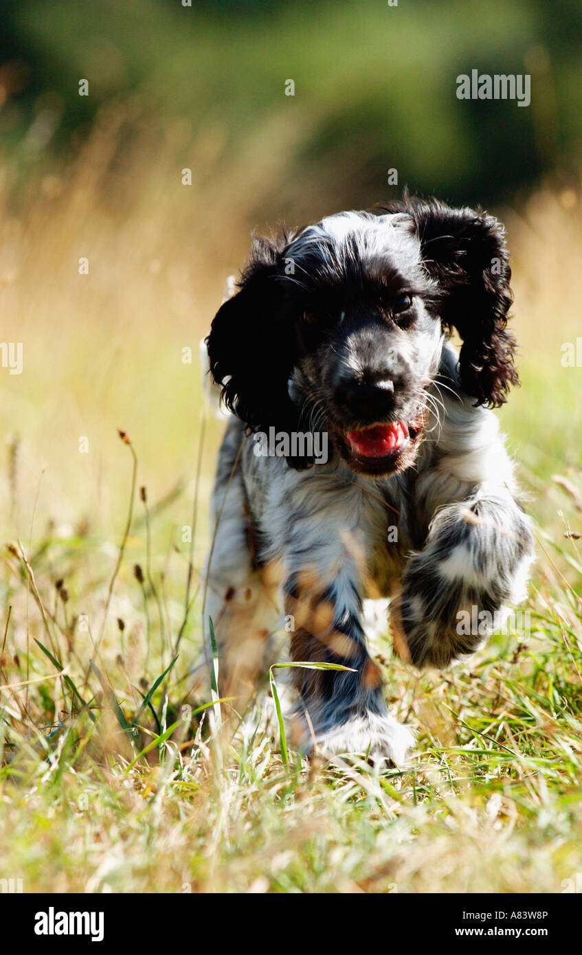 Cocker Spaniel puppy dog Model released Stock Photo - Alamy