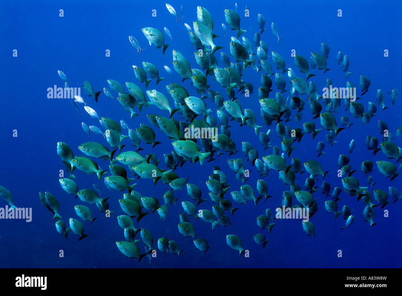 School of Bermuda chubs, Kyphosus sectatrix, Glover's Reef Belize Stock ...