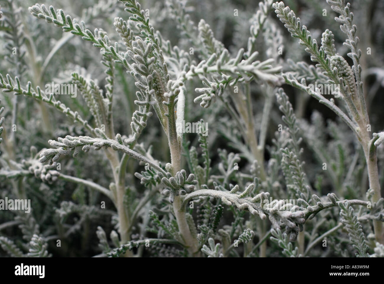 Lavender cotton santolina chamaecyparissus hi-res stock photography and ...