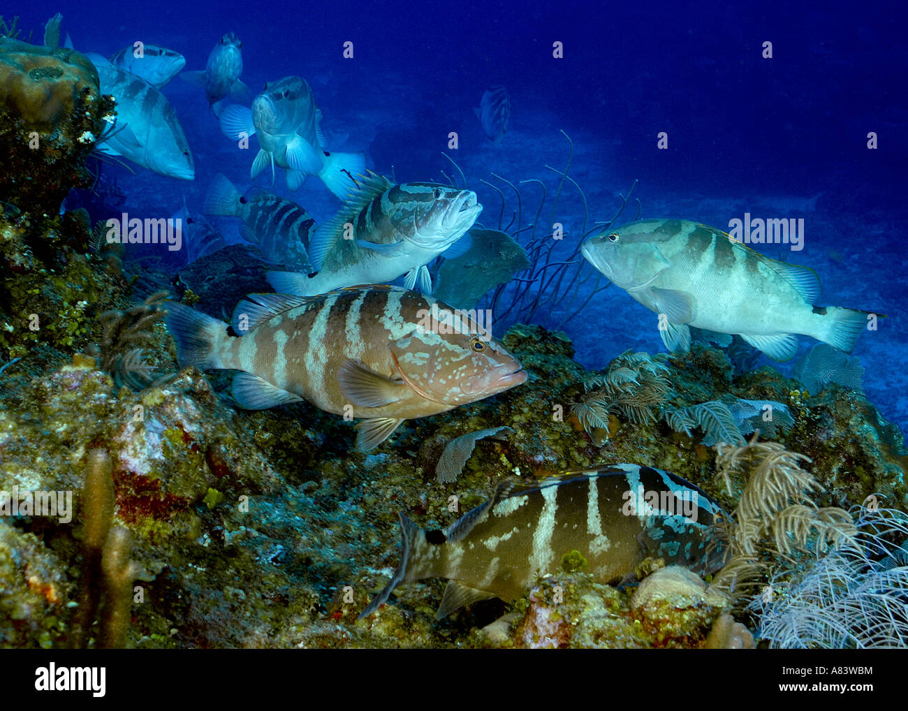 Grouper spawning hi-res stock photography and images - Alamy