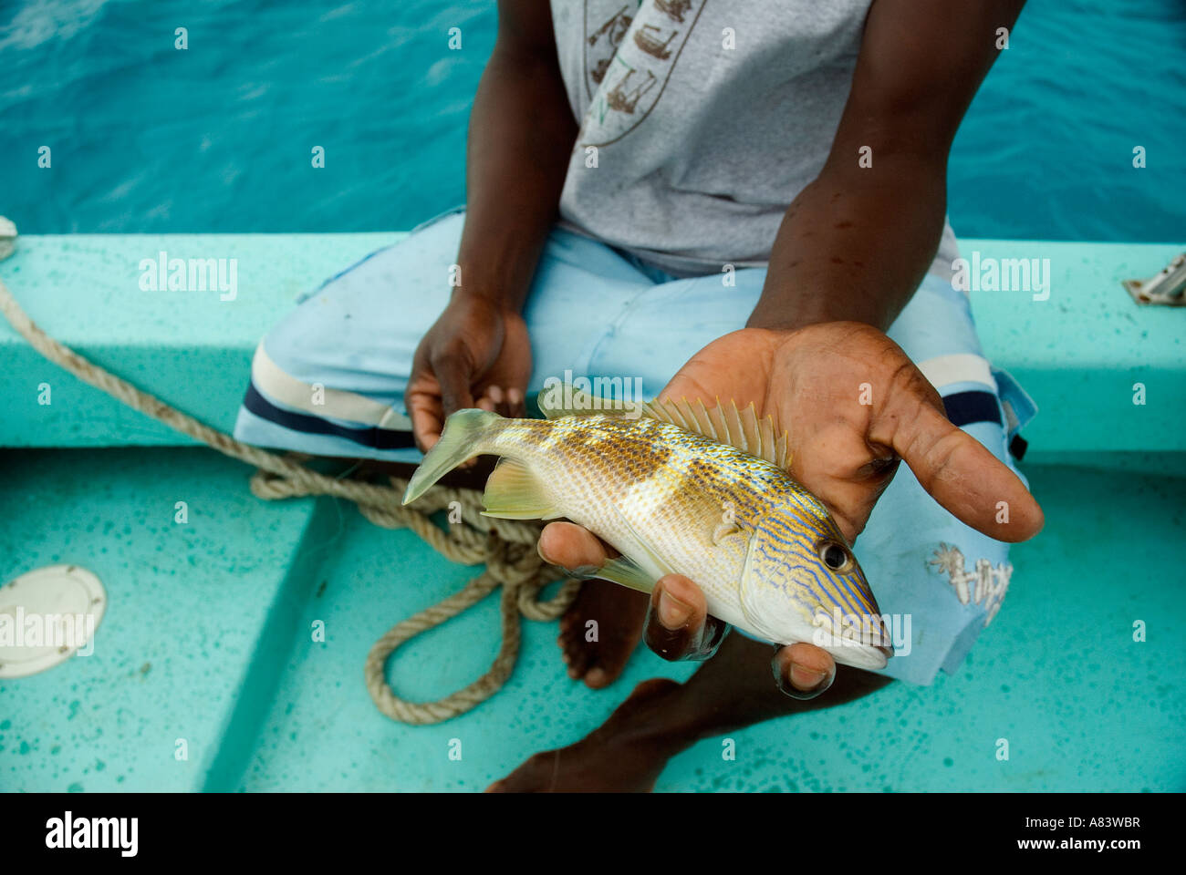 Fisherman showing his catch of a snapper in Glover's Reef, Belize Stock ...