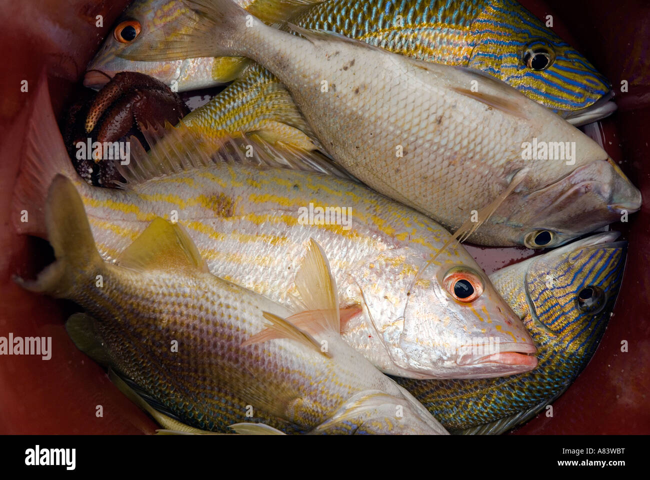 Day catch of a snappers and grunts, Glover's Reef, Belize Stock Photo ...