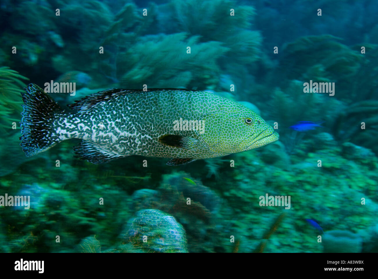 Tiger grouper, Mycteroperca tigris, Fore Reef, Middle Cay Beize Stock ...