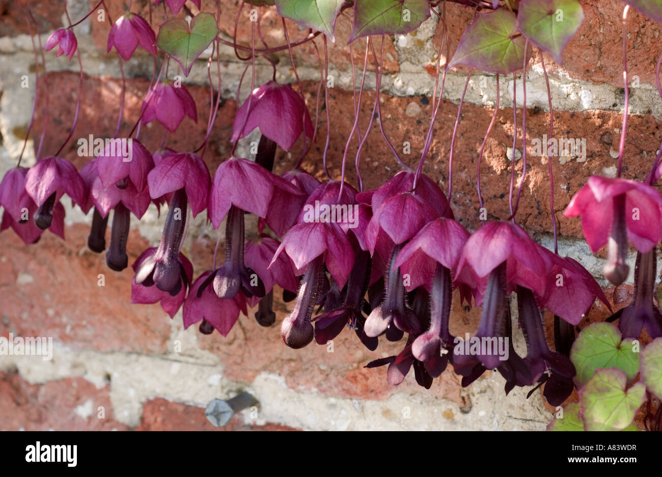 Rhodochiton Atrosanguineum High Resolution Stock Photography and Images ...