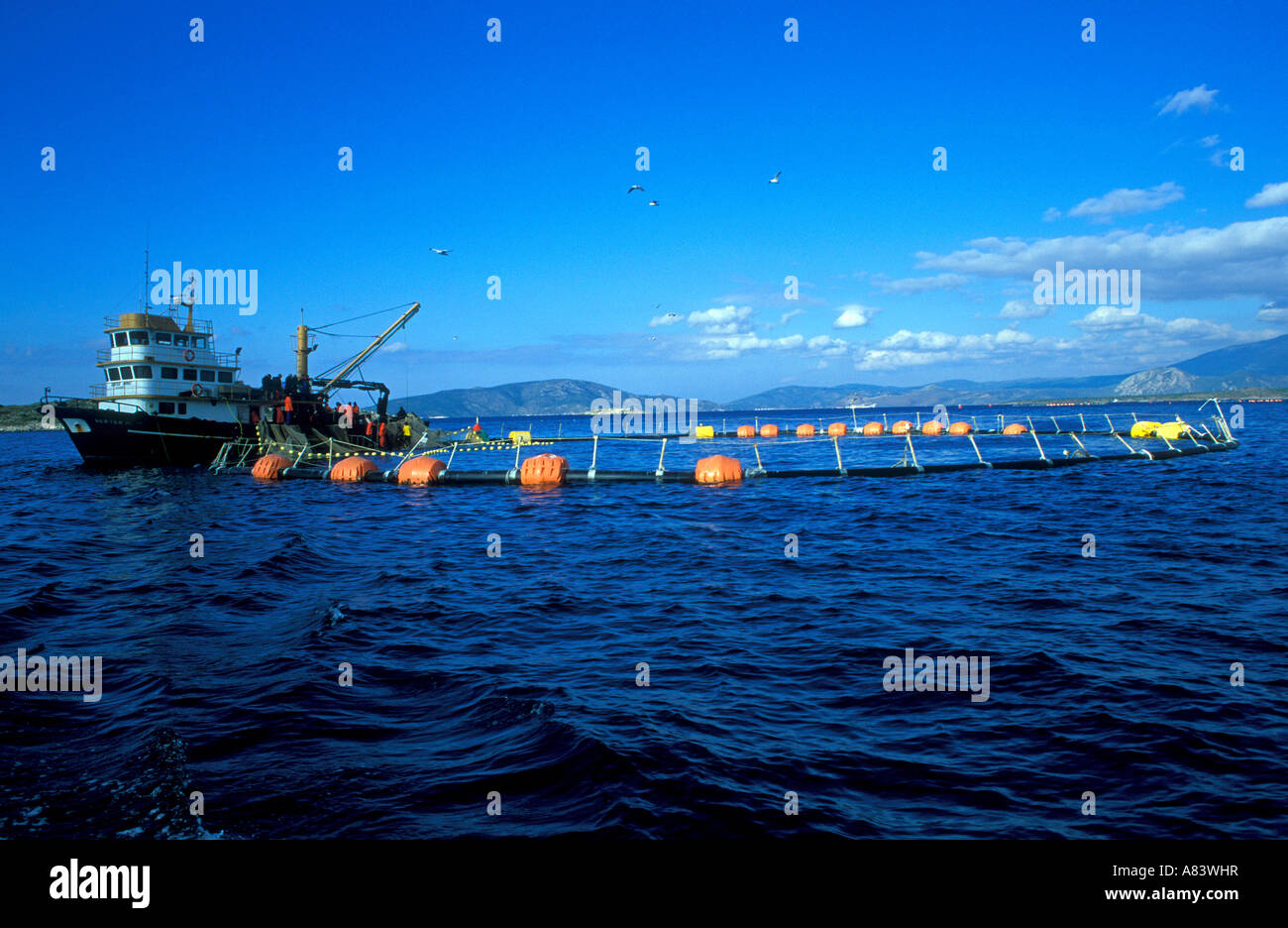 Bluefin Tuna farm in Cesme Izmir Turkey Stock Photo - Alamy