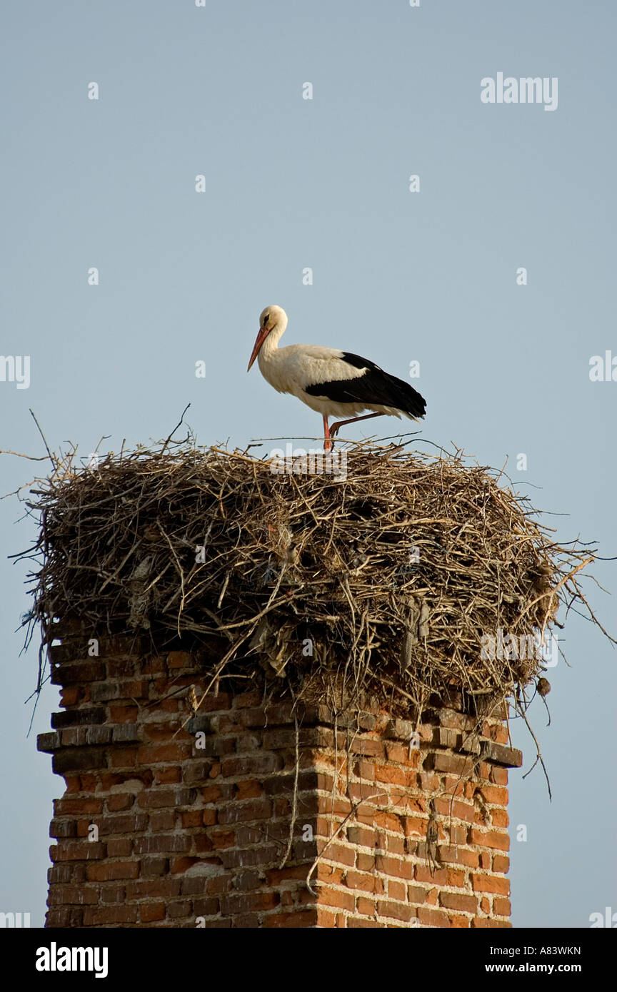 Stork nest hi-res stock photography and images - Alamy