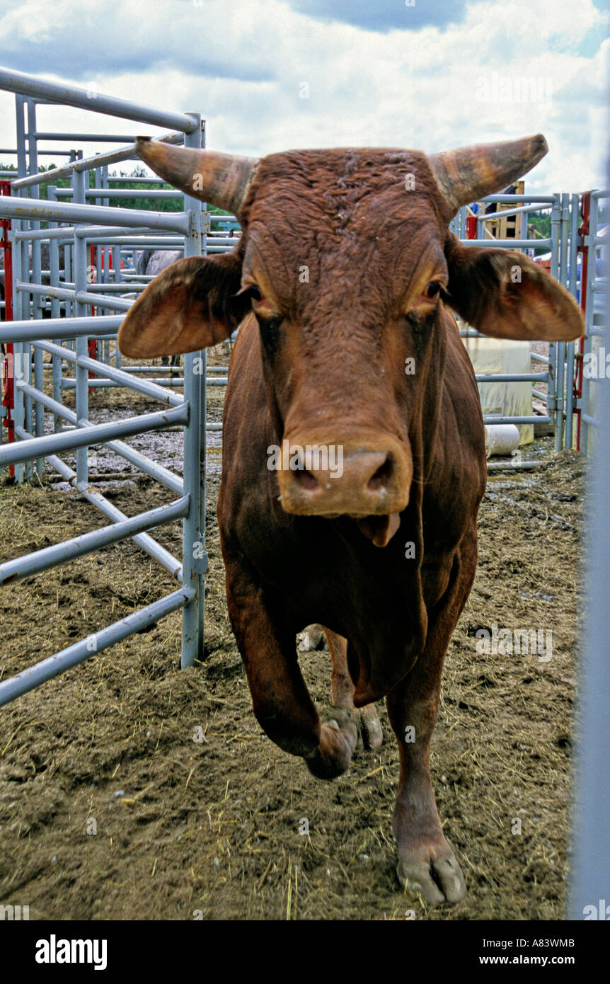 Bucking chute hi-res stock photography and images - Alamy