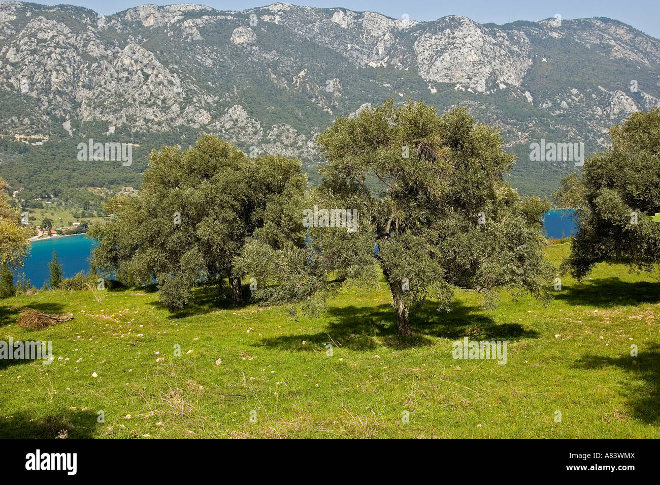 Olive trees in Akbuk, Gokoova Bay Turkey Stock Photo - Alamy