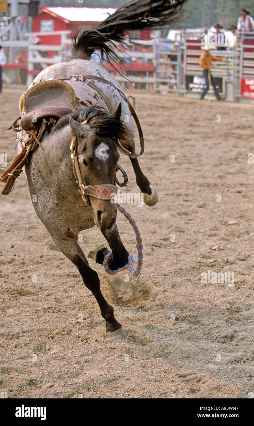 Buckin horse hi-res stock photography and images - Alamy