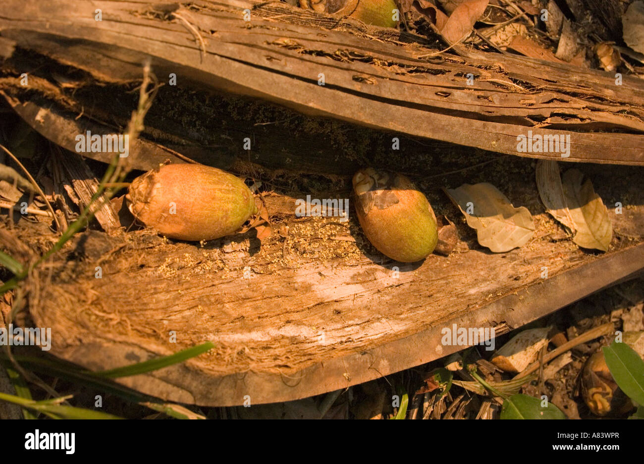 Macaw Palm (Acrocomia totai) fallen fruit on forest floor, macaw’s food ...