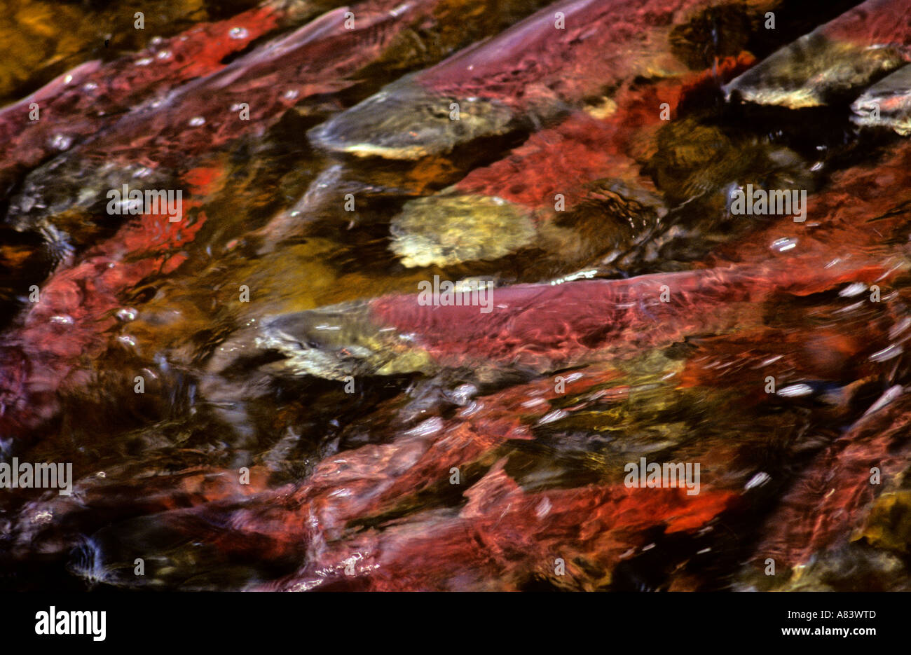 British columbia salmon laying eggs hi-res stock photography and images ...