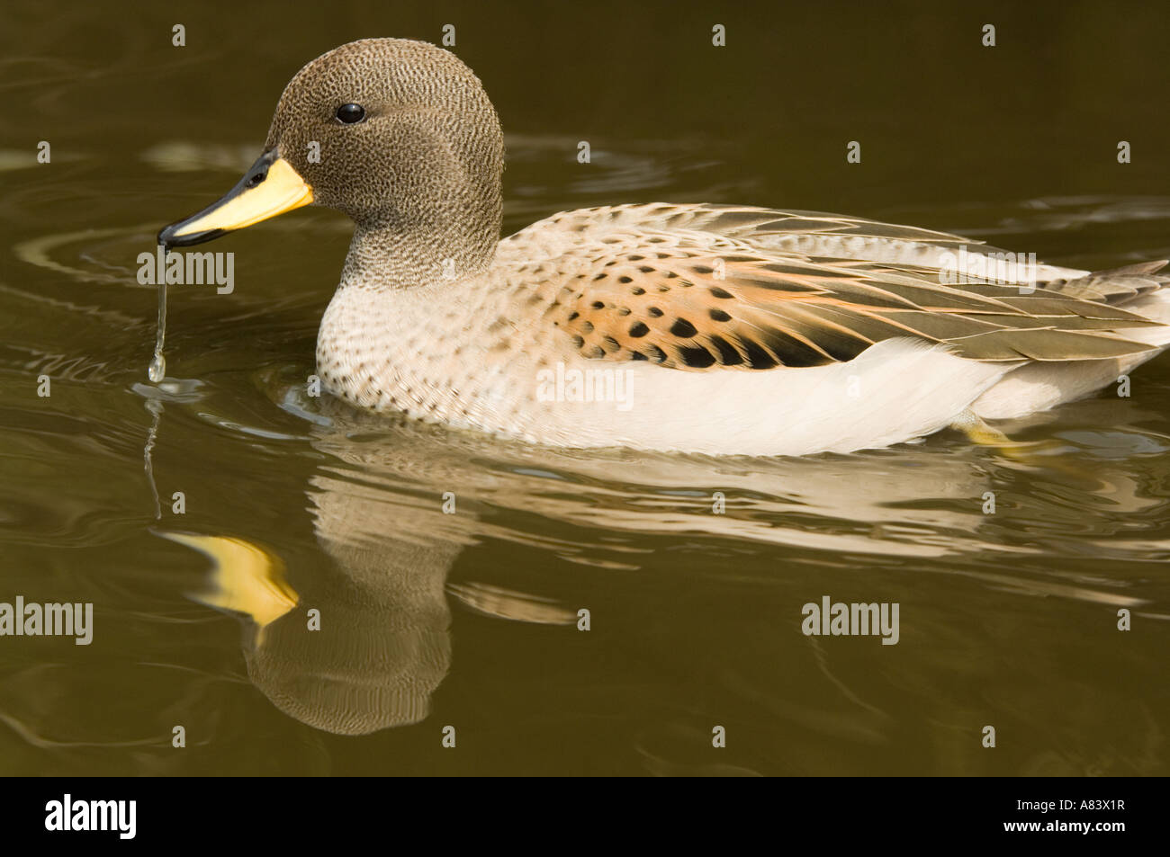Speckled Teal (Anas flavirostris oxyptera) 'Sharp winged Teal ...