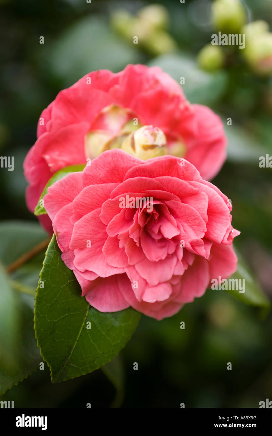 Close up image of pink camellia japonica flowers Stock Photo - Alamy