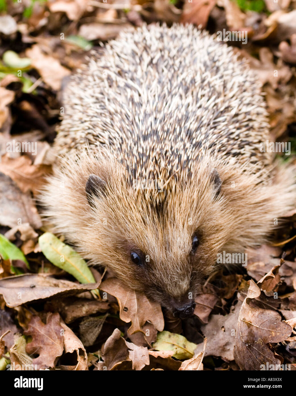 Hedgehog home leaves hi-res stock photography and images - Alamy