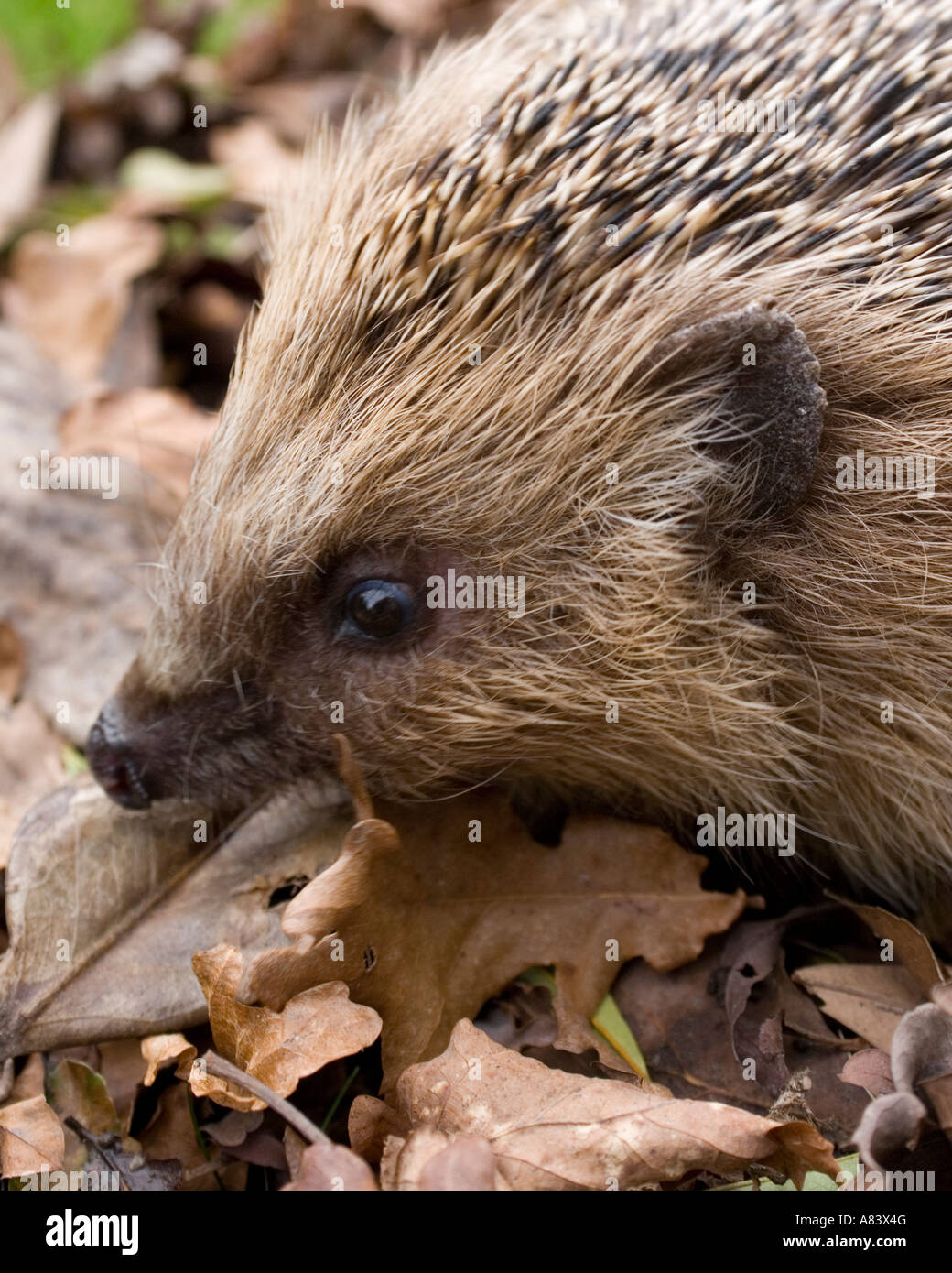 Hedgehog close up Stock Photo - Alamy