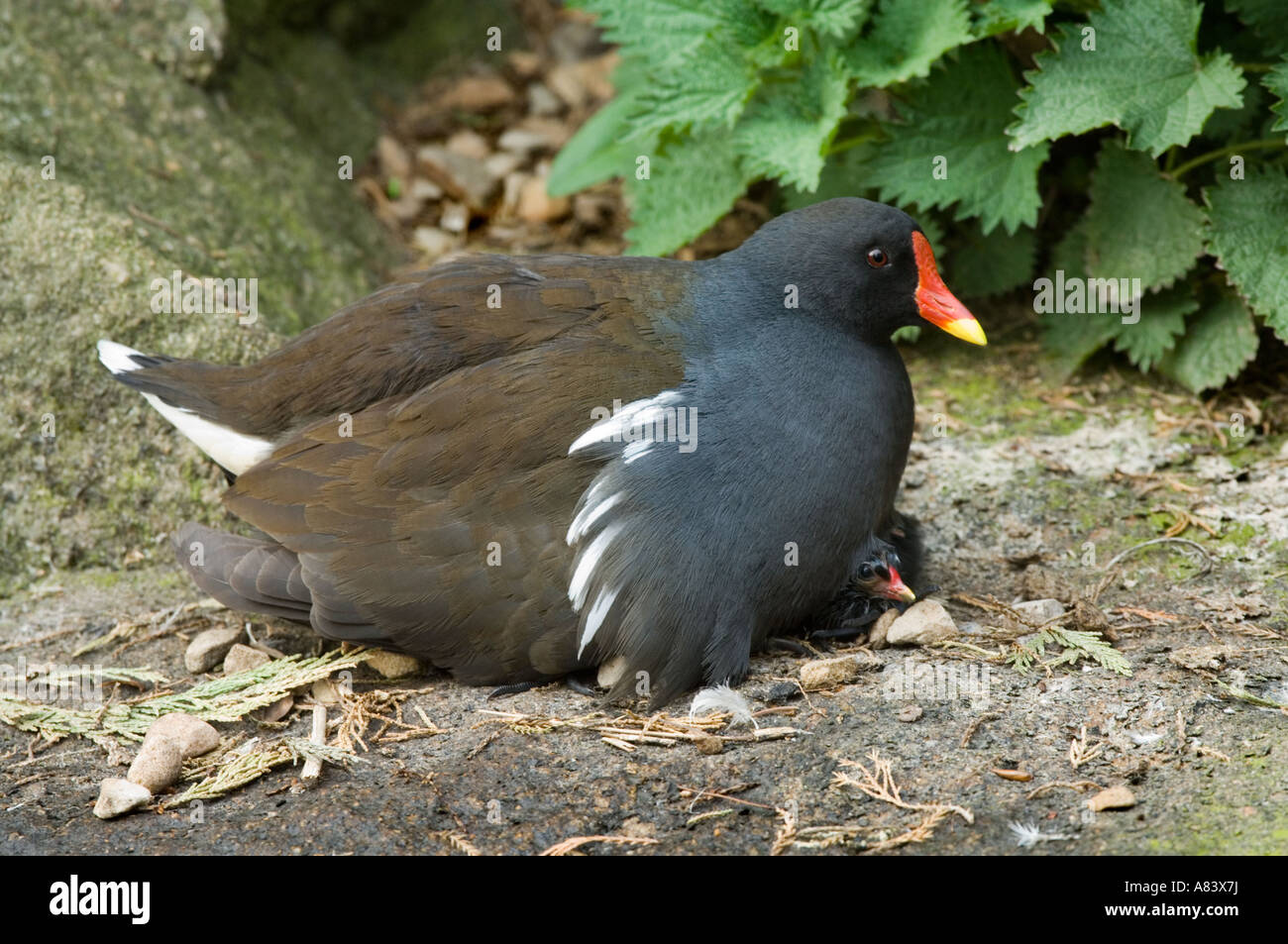 Brooding chicks hi-res stock photography and images - Alamy