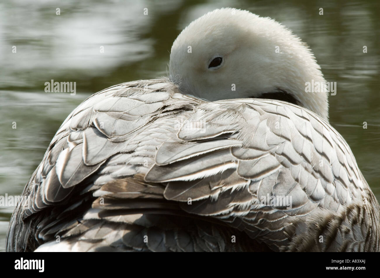The Emperor Goose (Chen canagica) adult resting WWT Burscough ...