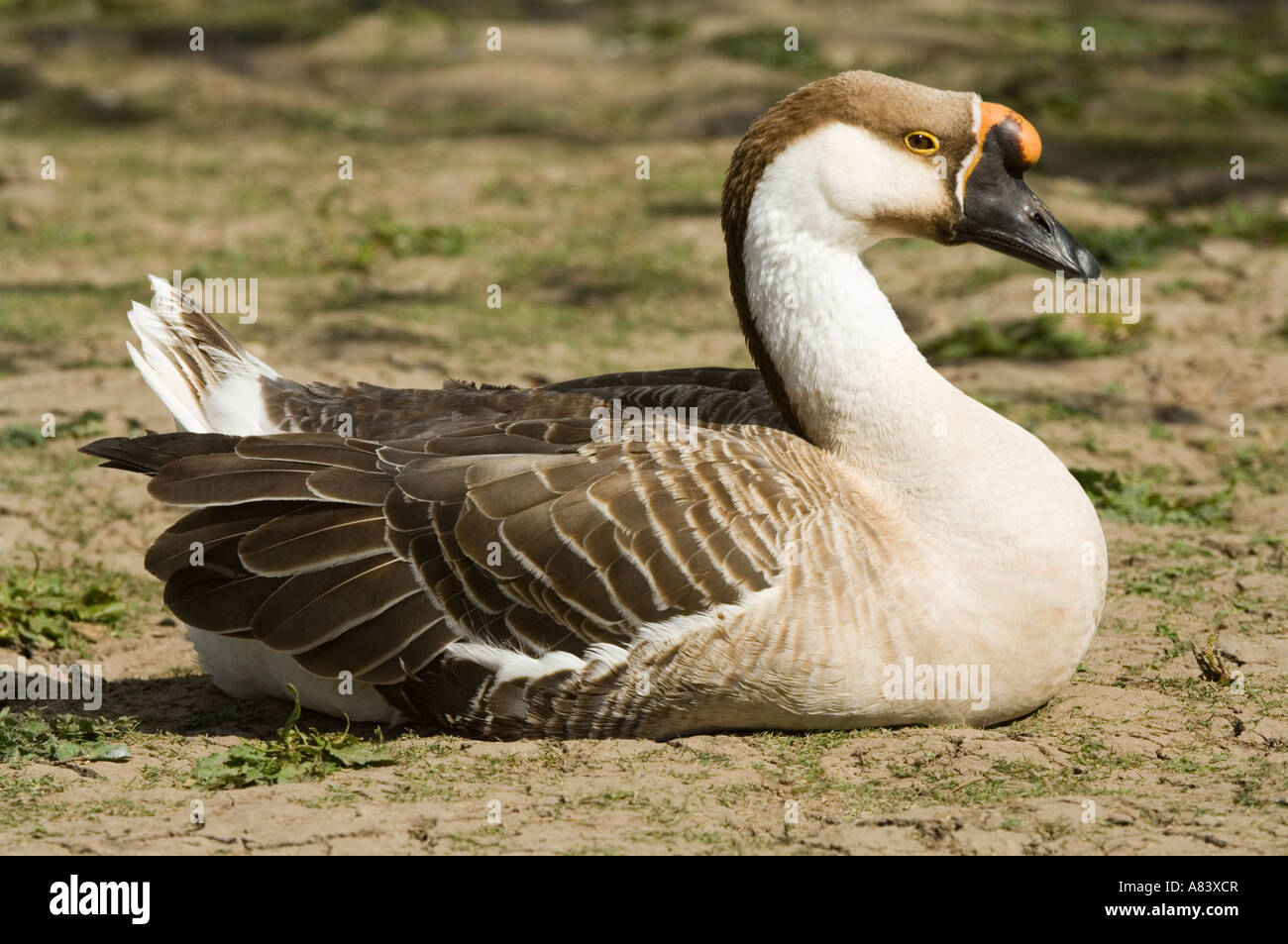Chinese Domestic Goose (Anser cygnoides) adult male, captive, sitting ...