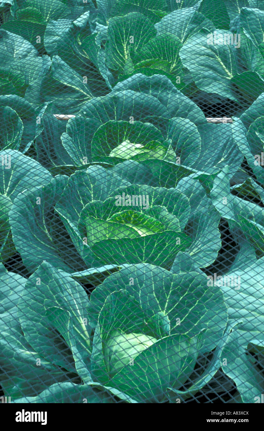 Cabbage under net on allotment vegetable garden Stock Photo - Alamy