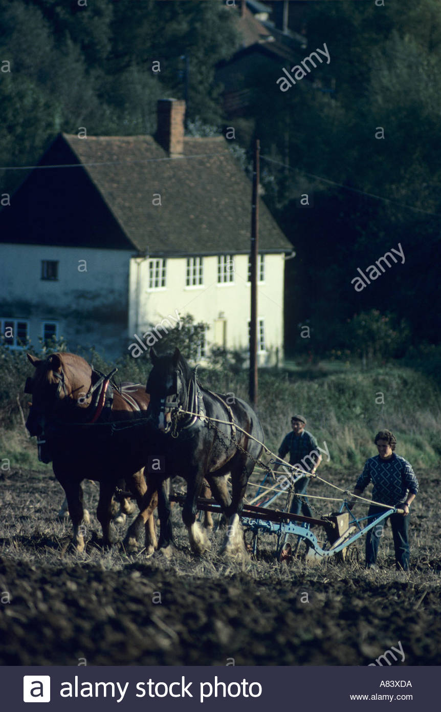 Working Shire Horse Ploughing Stock Photos & Working Shire Horse ...