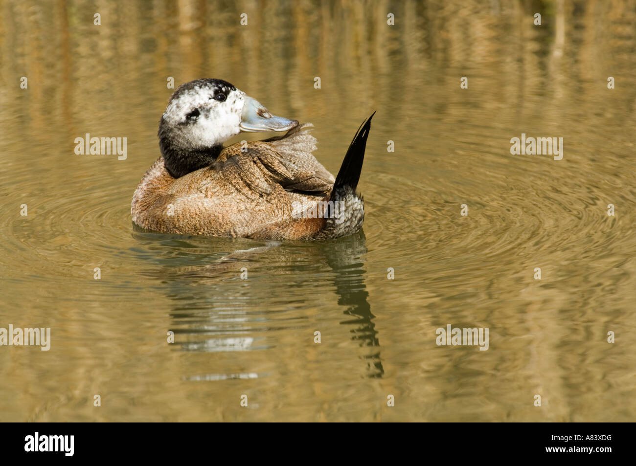 White-headed stiff-tail duck (Oxyura leucocephala) drake displaying ...