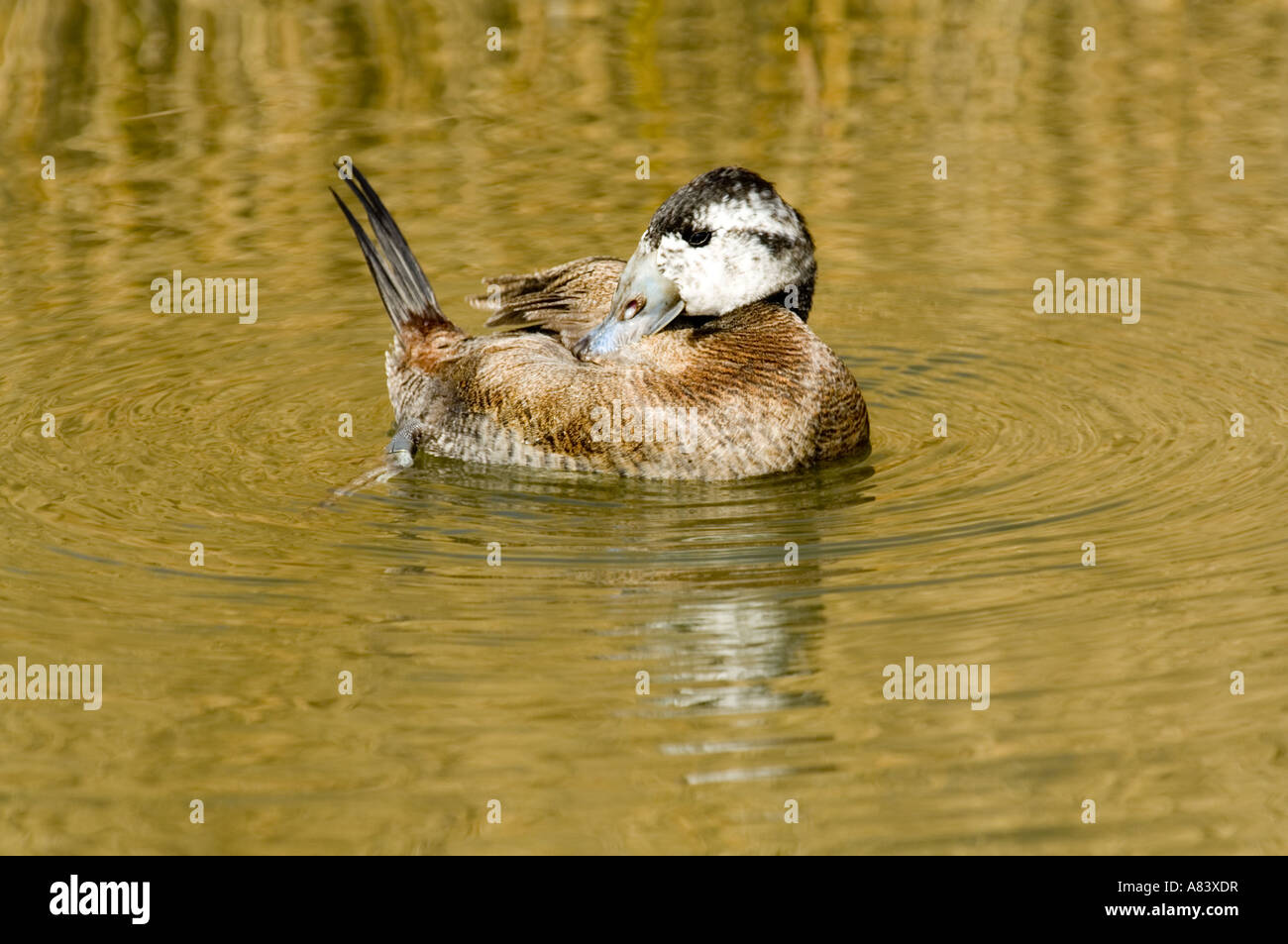 White-headed stiff-tail duck (Oxyura leucocephala) drake displaying ...