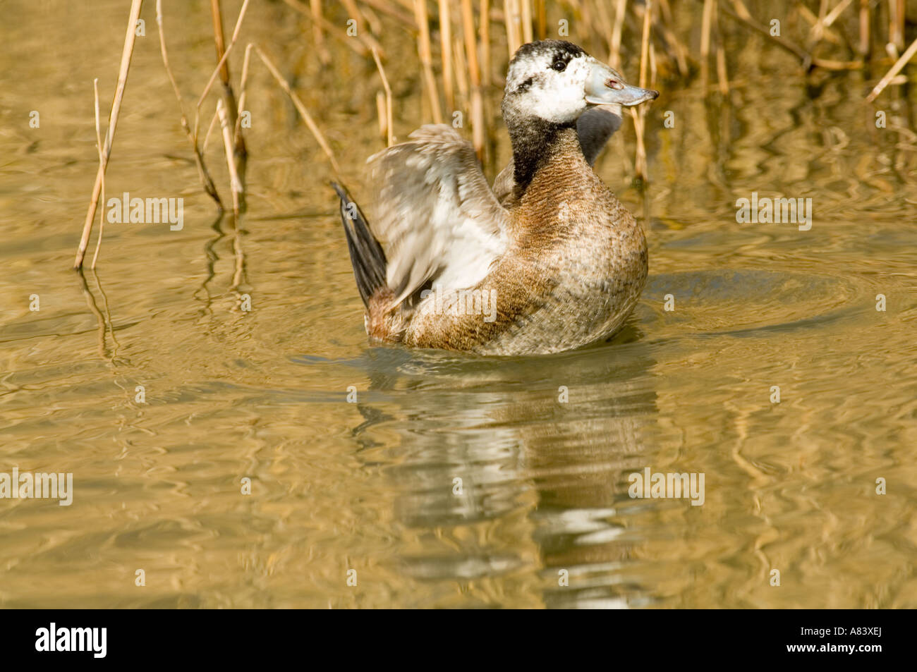 White-headed stiff-tail duck (Oxyura leucocephala) drake displaying ...