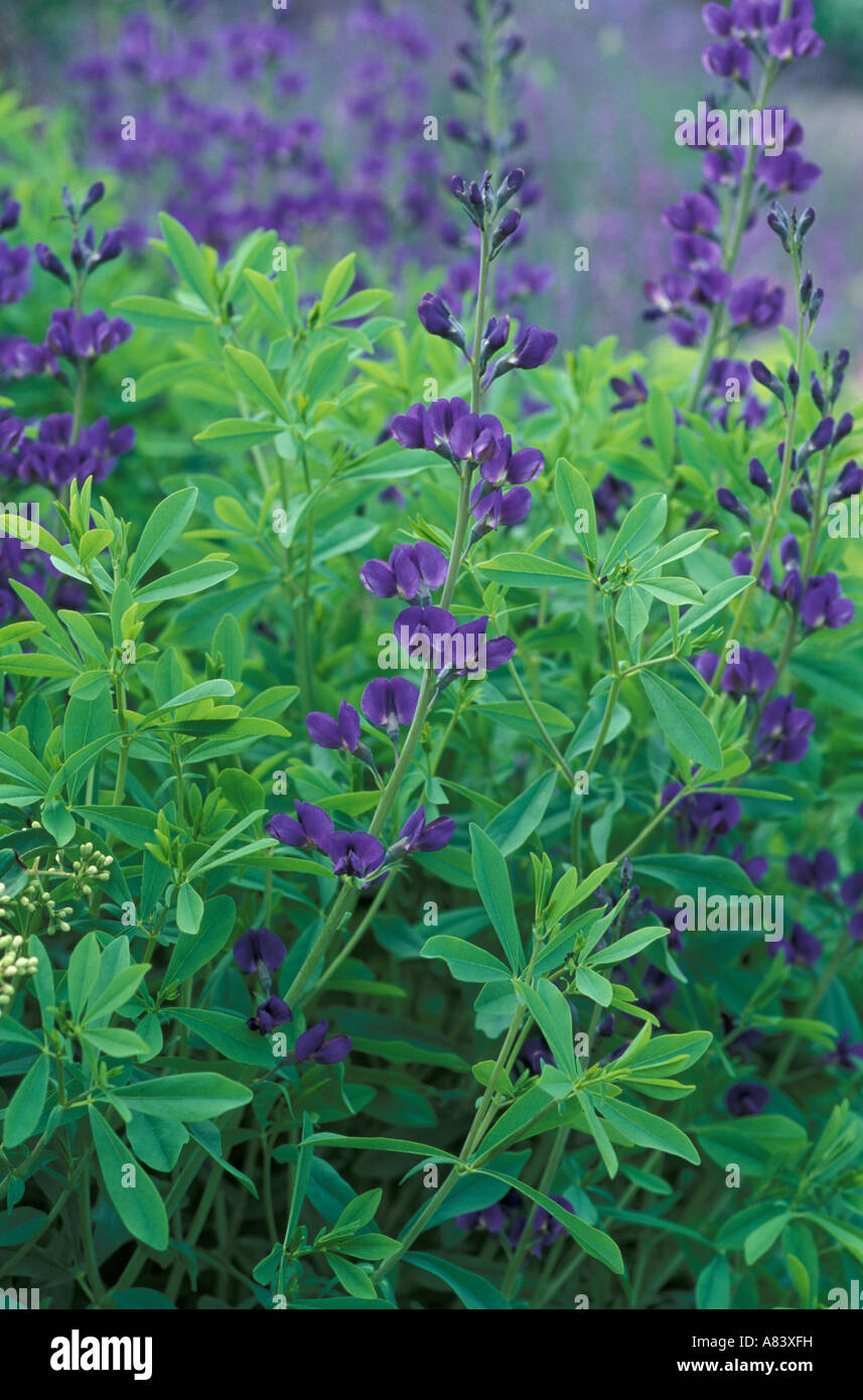 Baptisia flowers hi-res stock photography and images - Alamy