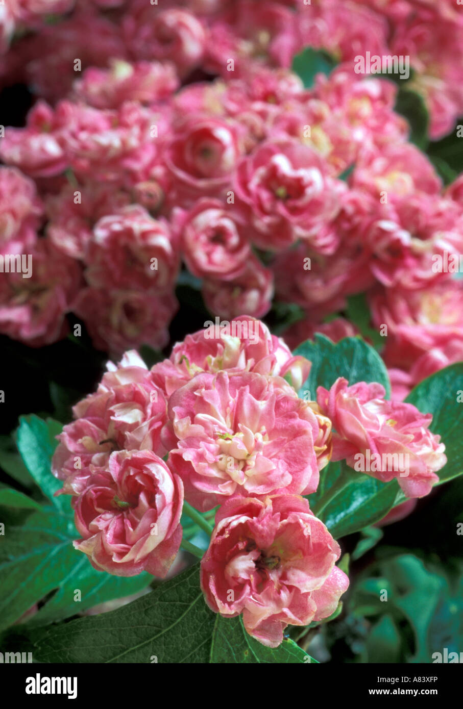 Hawthorn with double pink flowers Stock Photo - Alamy