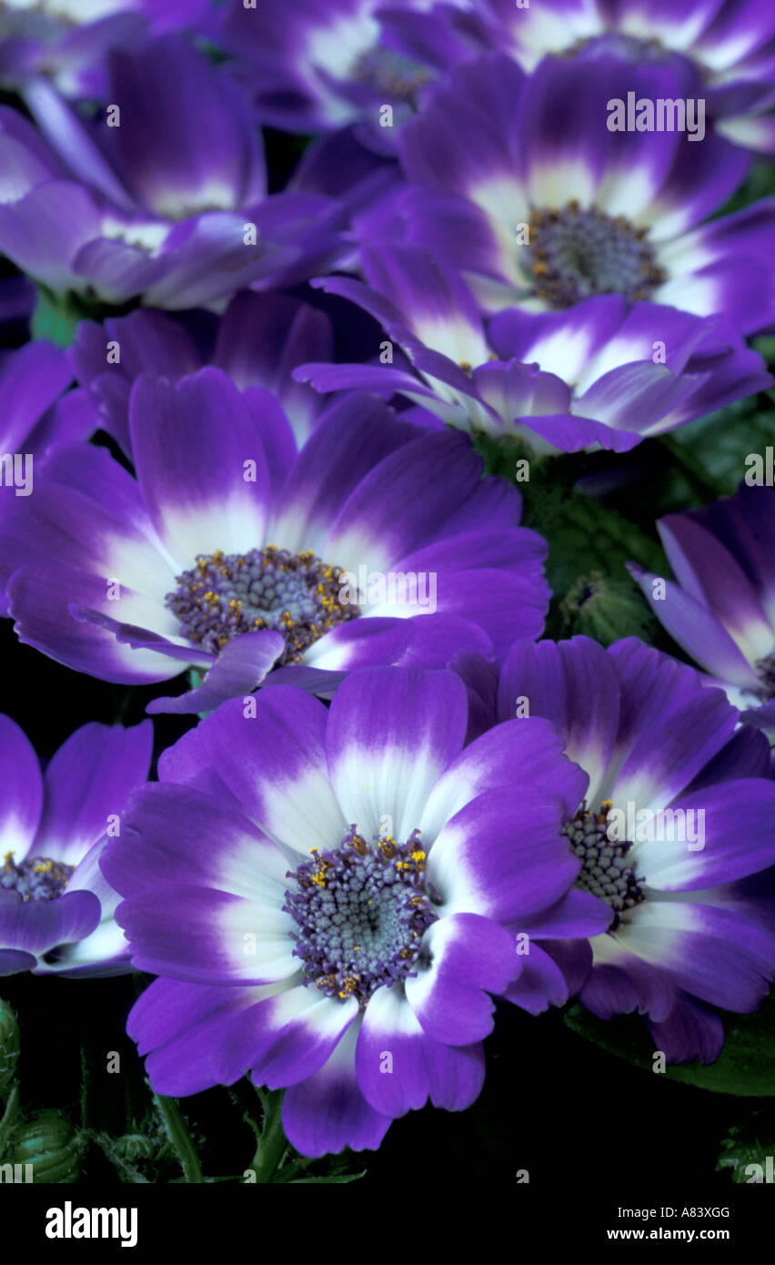 Cineraria x hybrida Senecio x hybridus Stock Photo - Alamy