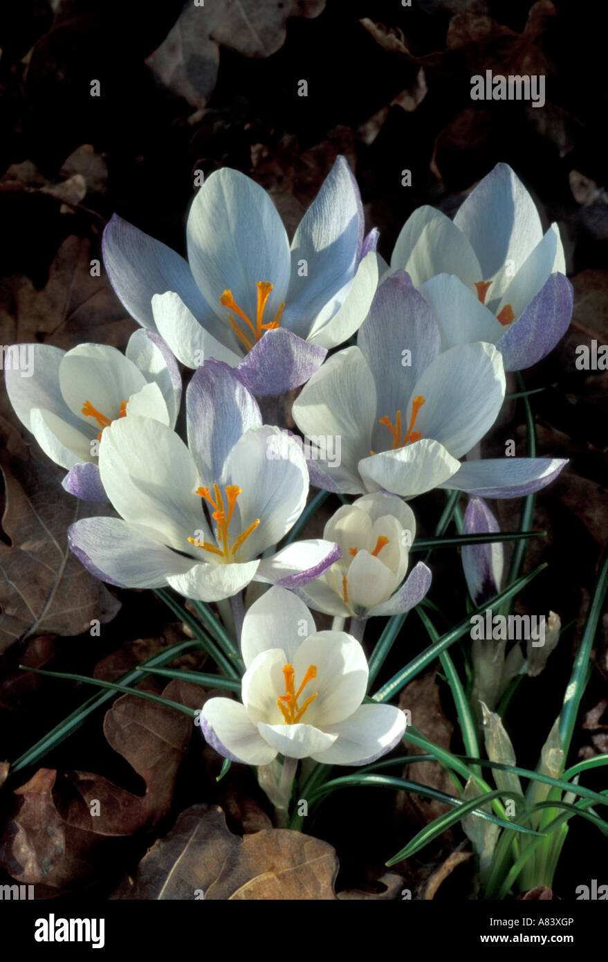 Crocus weldenii Fairy Stock Photo - Alamy