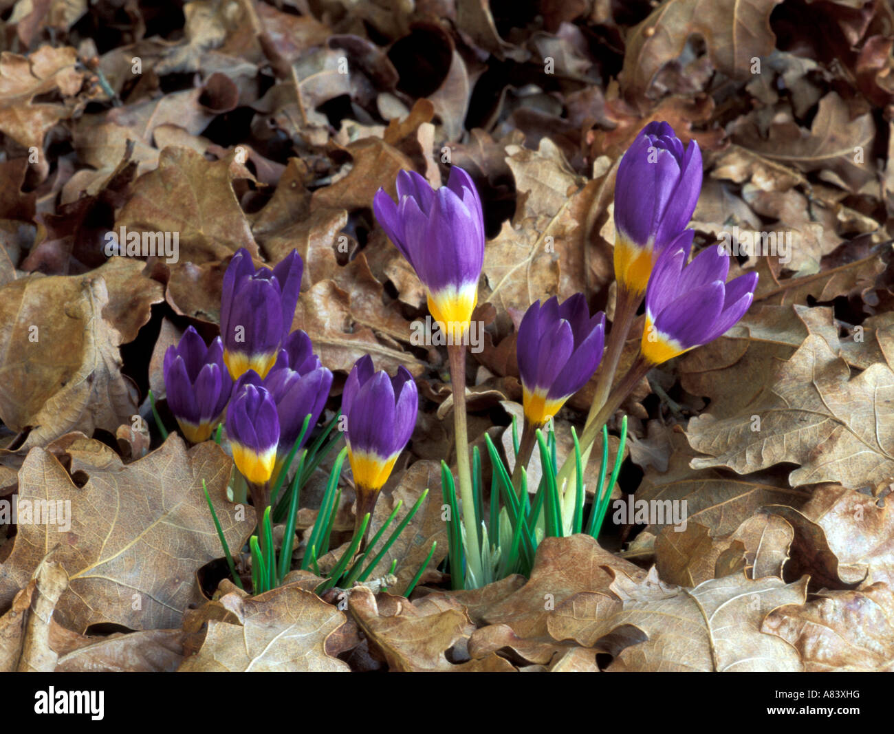 Crocus sieberi subliminus tricolor Stock Photo - Alamy