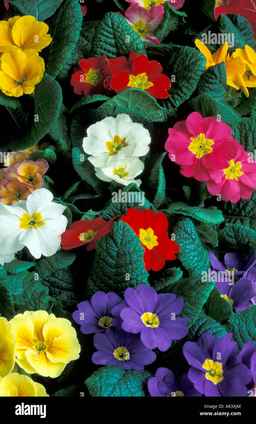 Primula mixed colours Stock Photo - Alamy