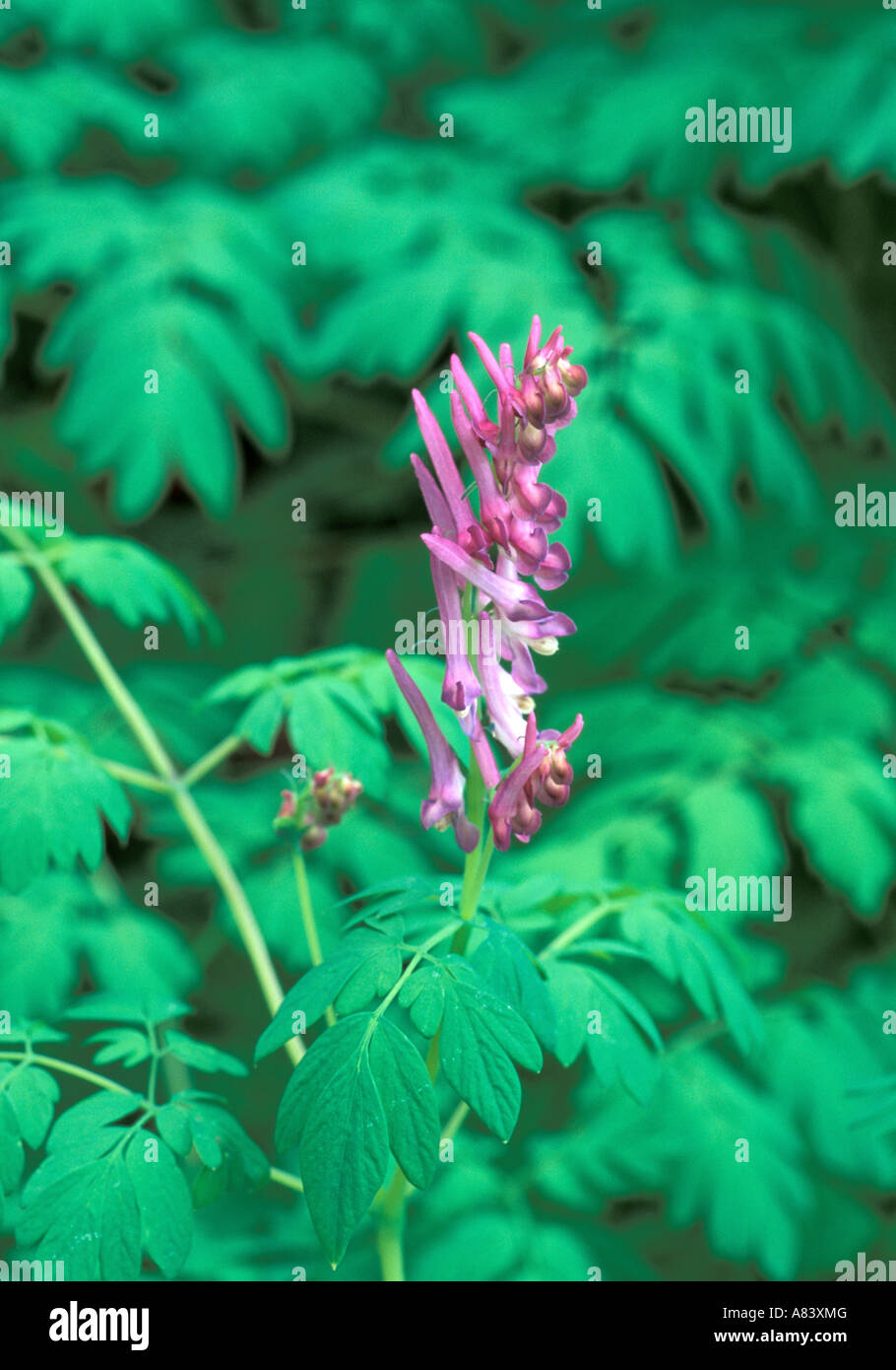 Corydalis scouleri hi-res stock photography and images - Alamy