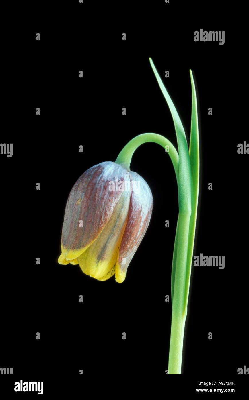 Vulpis hi-res stock photography and images - Alamy