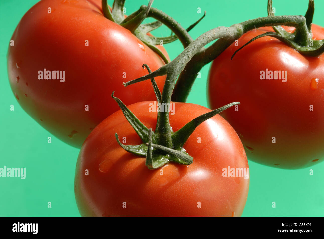 Tomatoes on the vine Stock Photo - Alamy