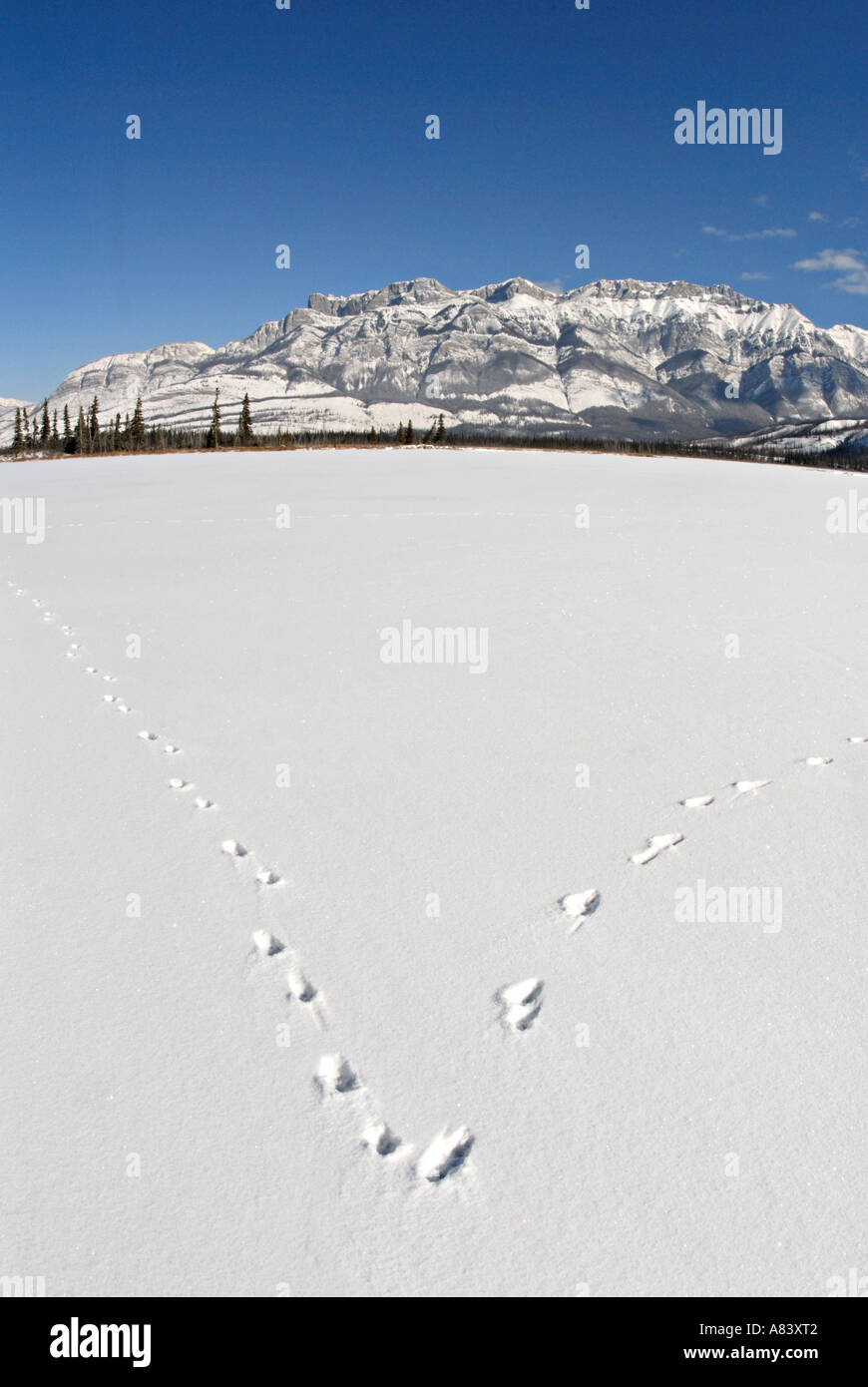 Fox tracks in snow hi-res stock photography and images - Alamy