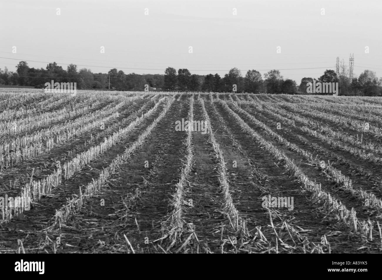 Cornfield in Indiana, USA, North America Stock Photo - Alamy