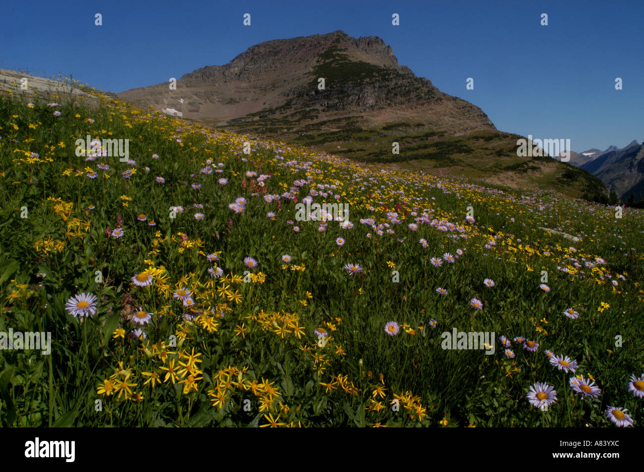 peaks wildflowers glacier national park montana Stock Photo - Alamy