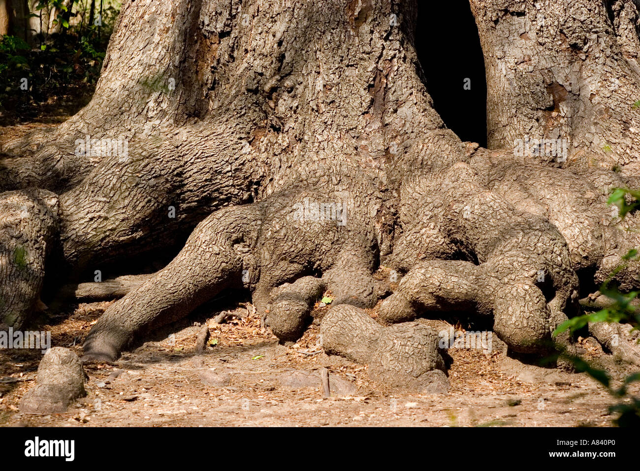 Oak tree root system hi-res stock photography and images - Alamy