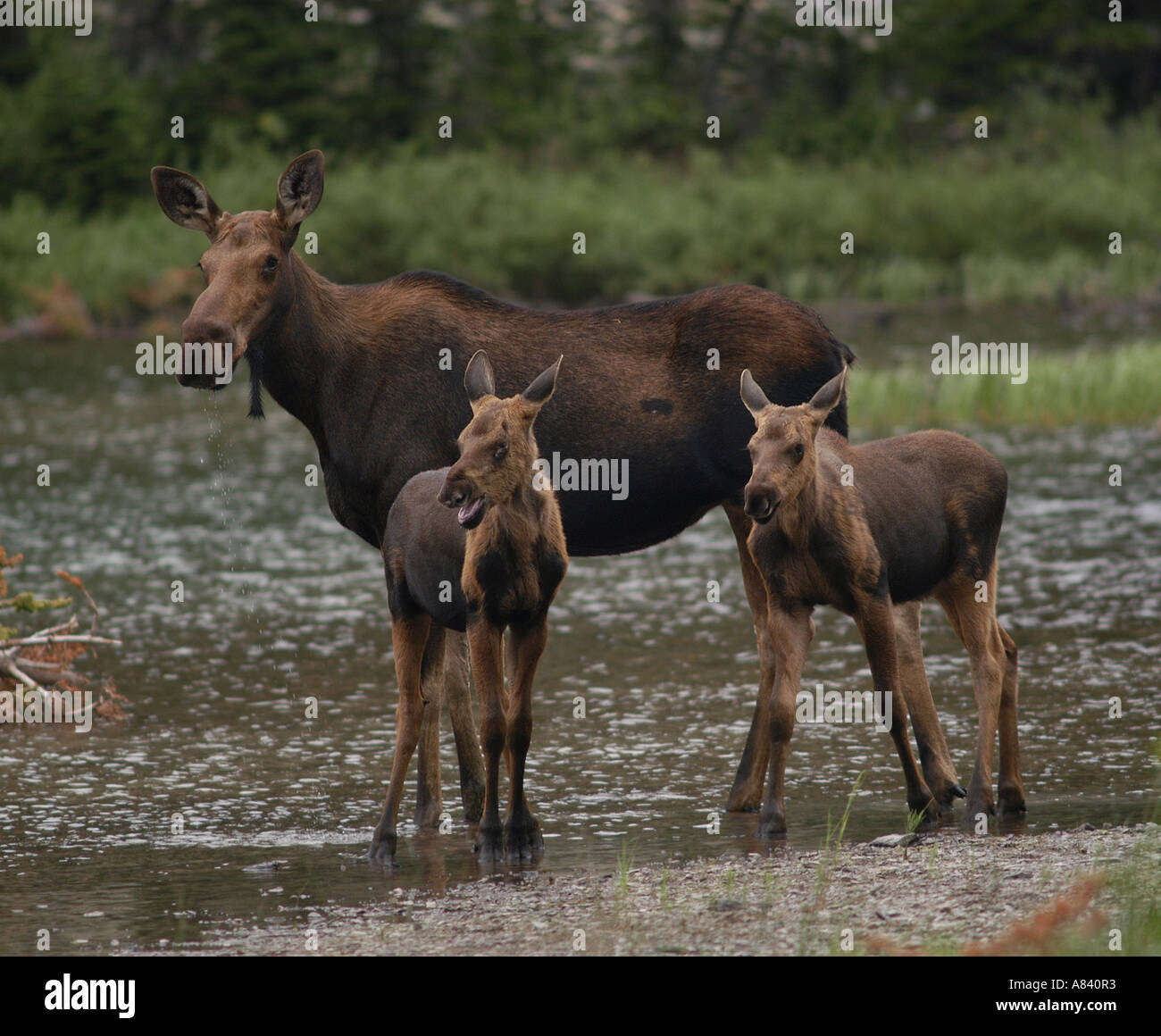moose with babies glacier national park montana Stock Photo - Alamy