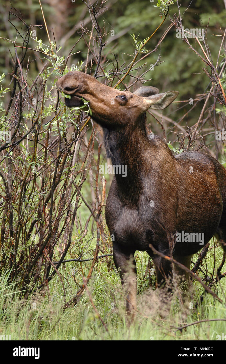 Moose female browsing on willow Rocky Mountain National park colorado ...