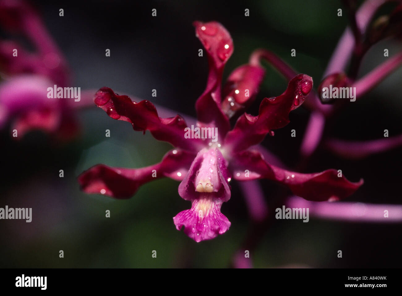 Orchids, Fiji South Pacific Stock Photo - Alamy