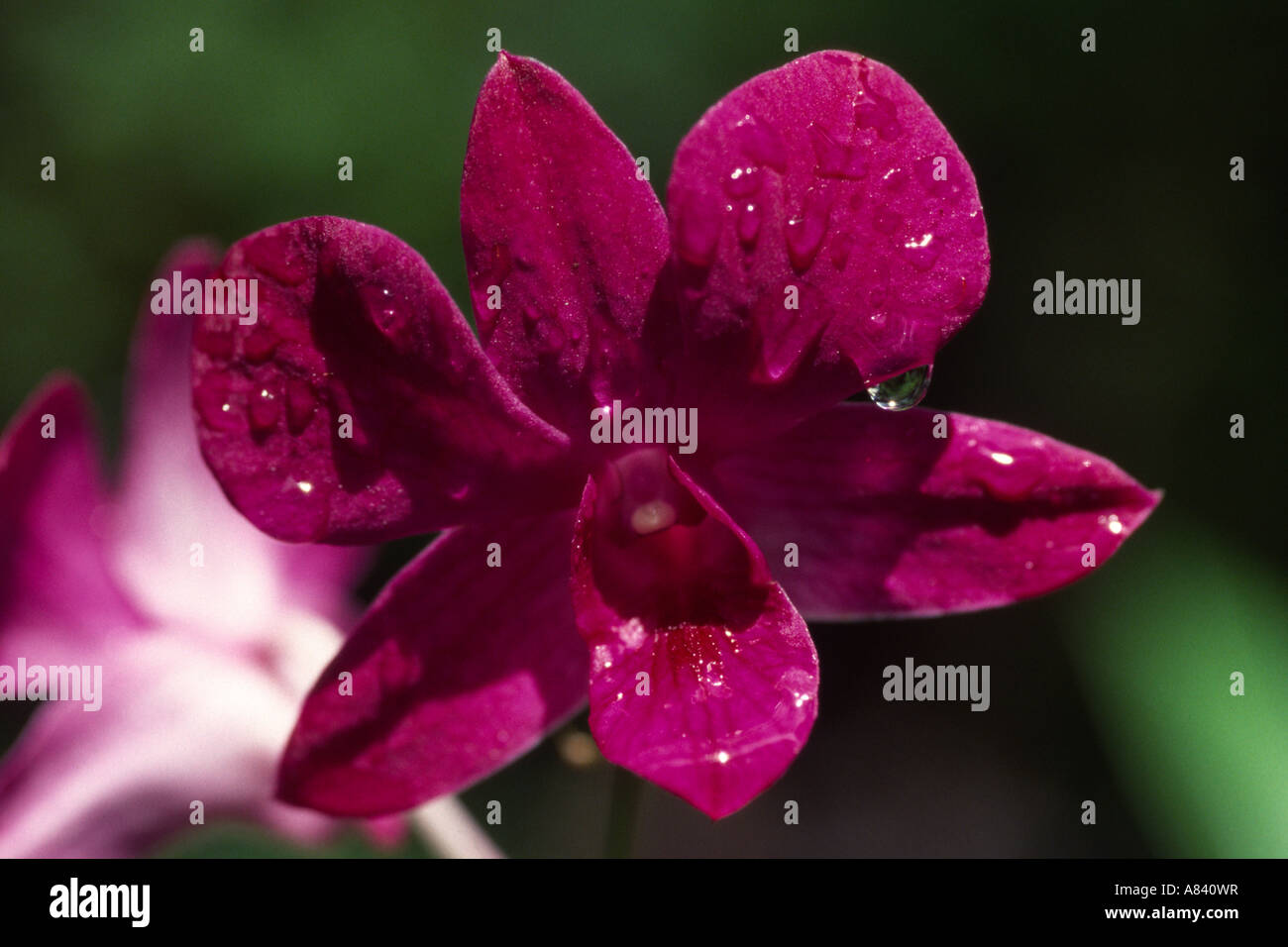 Orchids, Fiji South Pacific Stock Photo - Alamy