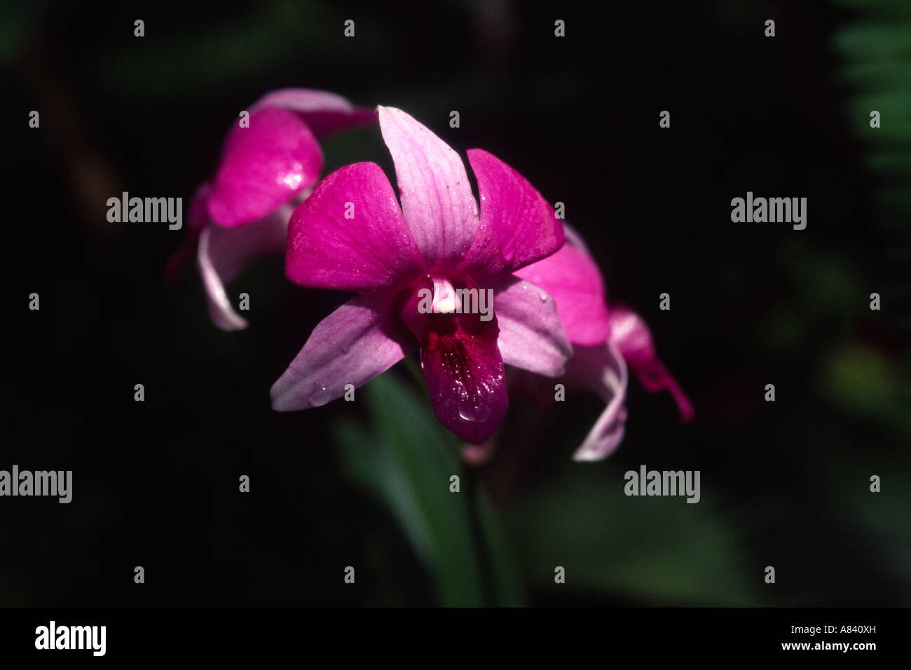Orchids, Fiji South Pacific Stock Photo - Alamy