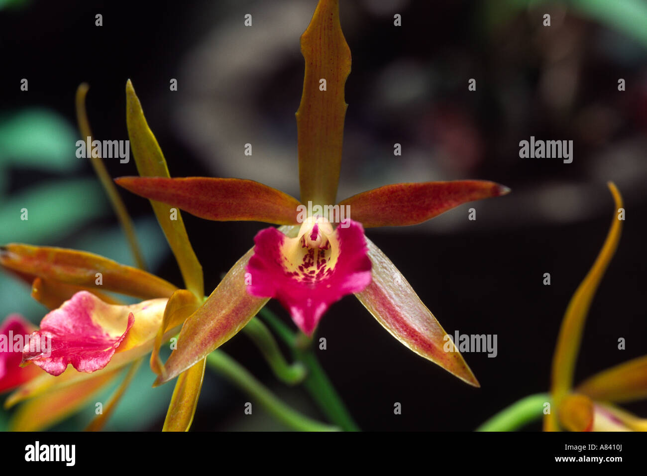 Orchids, Fiji South Pacific Stock Photo - Alamy