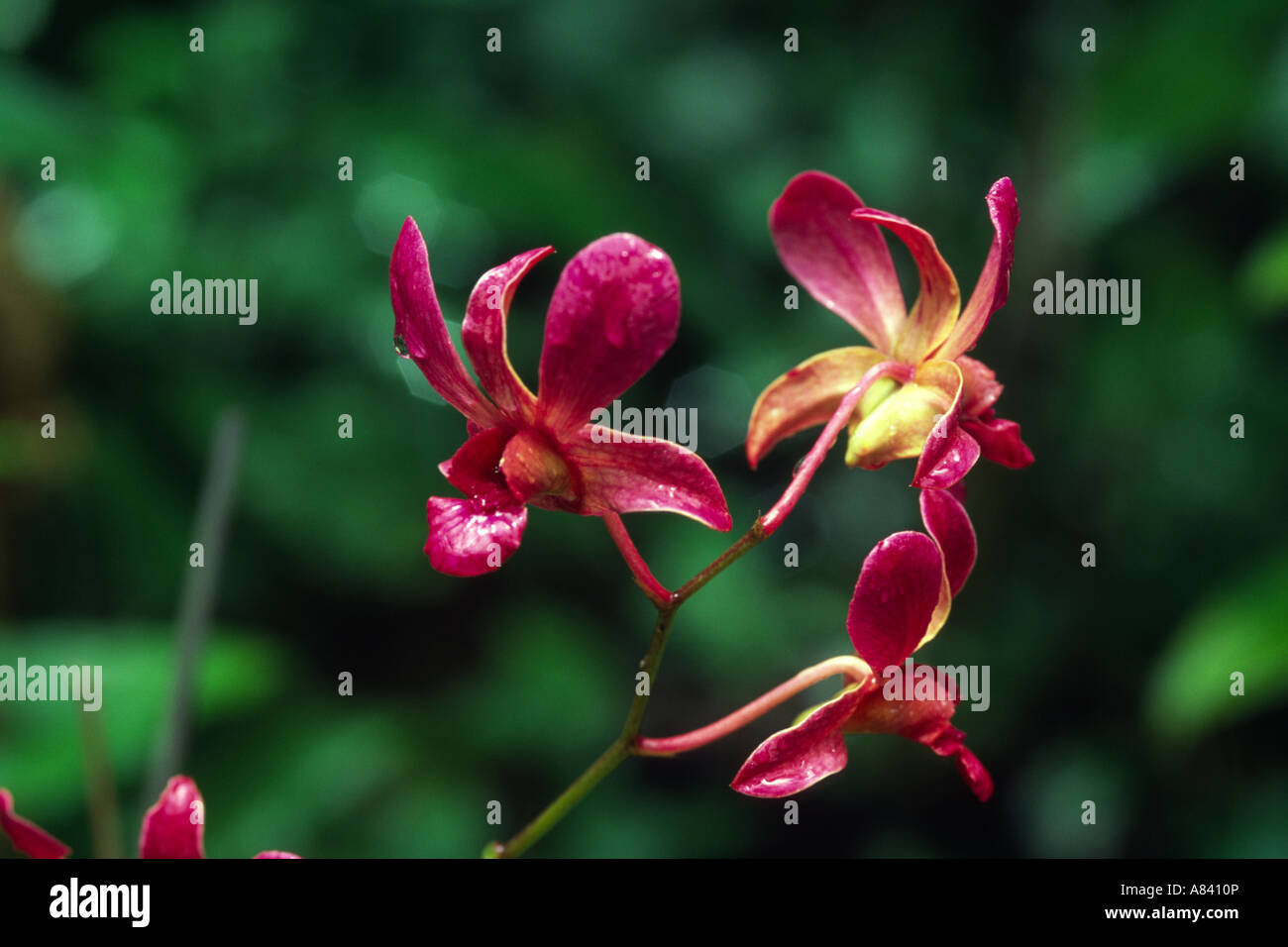 Orchids, Fiji South Pacific Stock Photo - Alamy