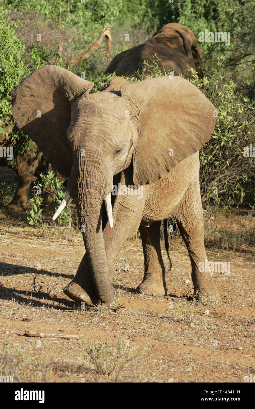 African Elephant digging up food Stock Photo - Alamy