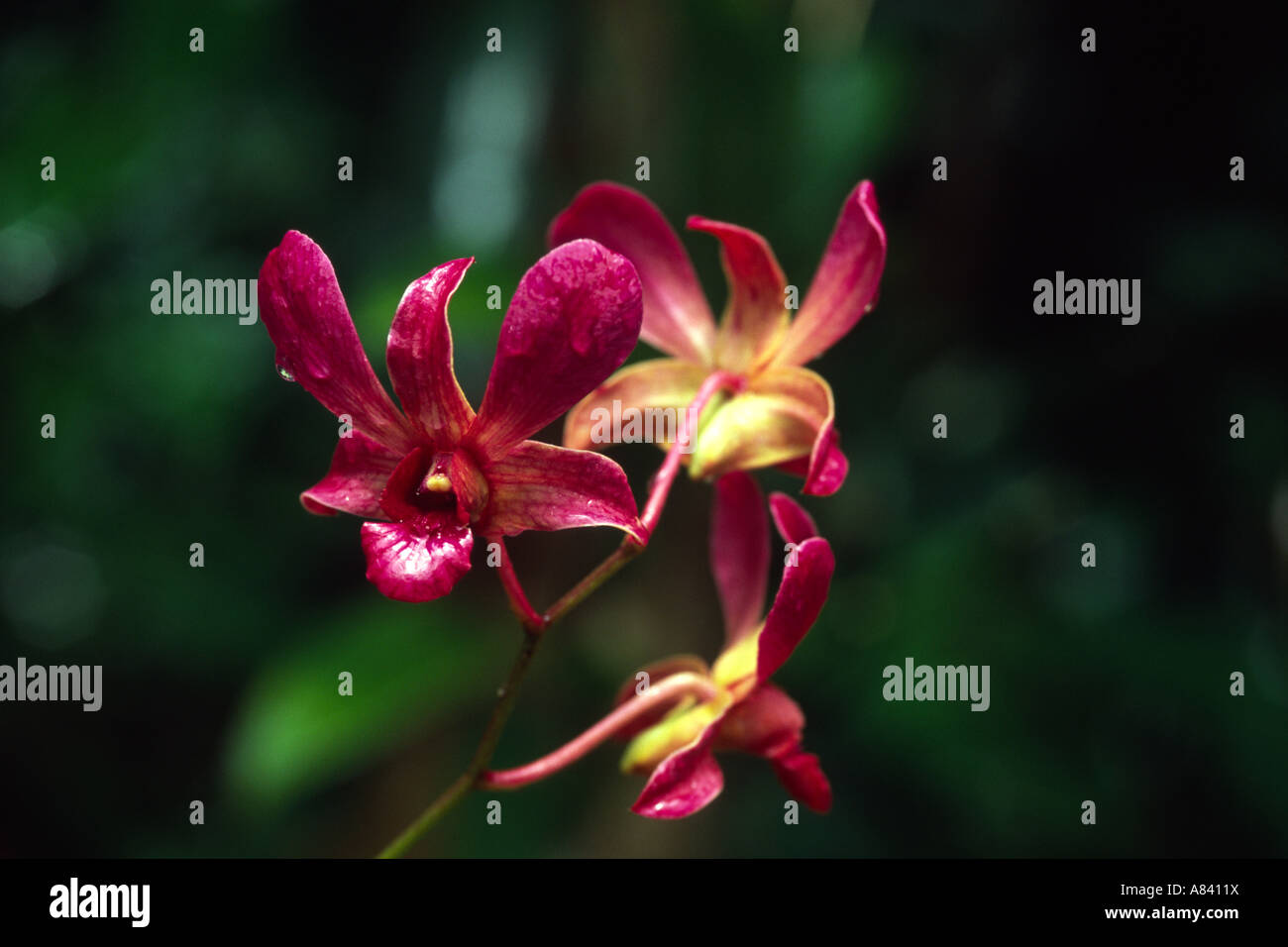 Orchids Fiji, South Pacific Stock Photo - Alamy