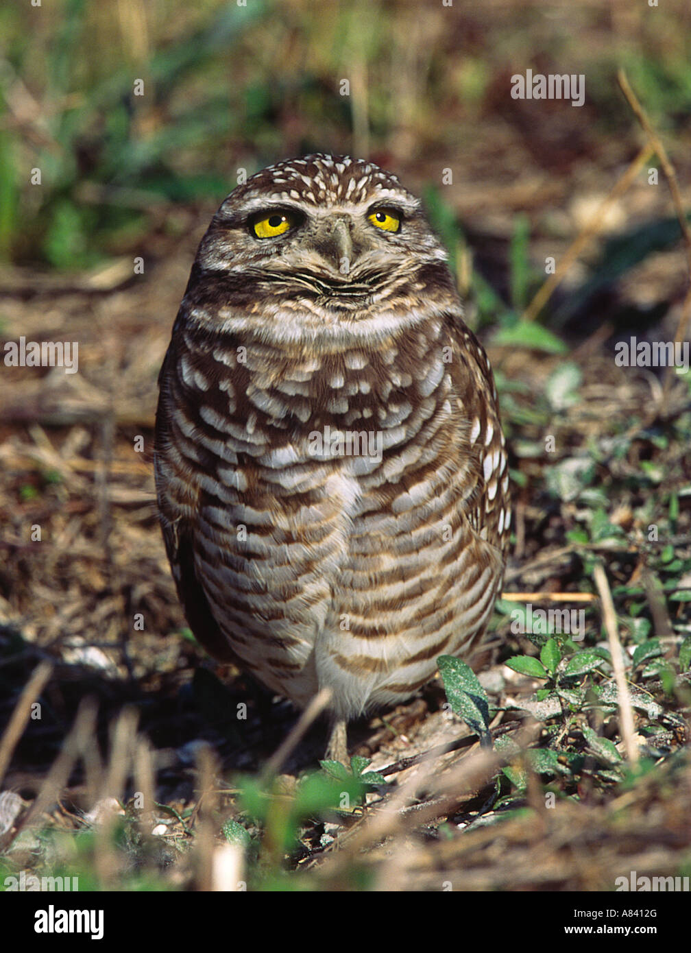 Burrowing Owl sitting outside burrow Stock Photo - Alamy